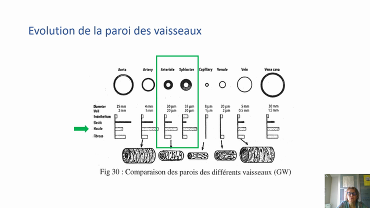 POD - Cours Physiologie De L'Effort - La Circulati…