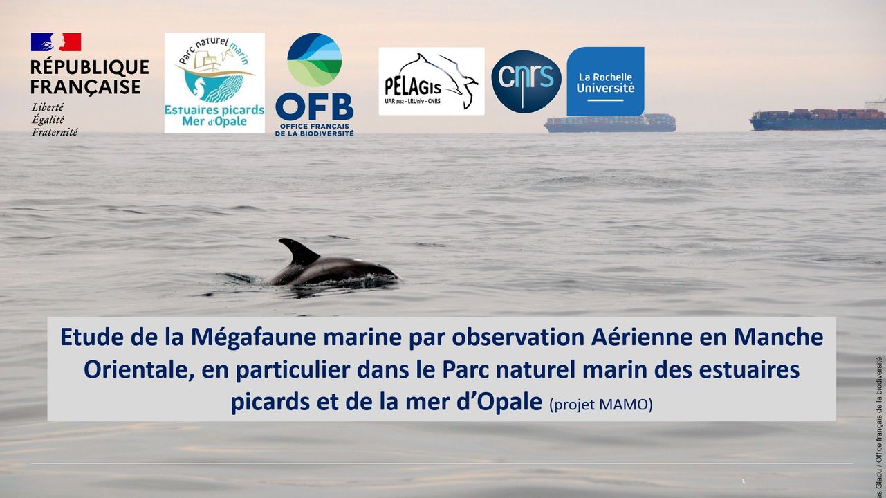 POD - Observatoire PELAGIS - 15_Mamo : Suivi Aérien En Mer D'Opale