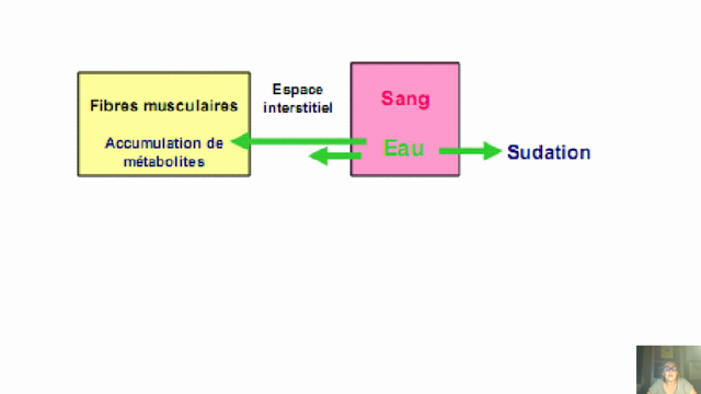 POD - Cours Physiologie De L'Effort - Endocrinolog…