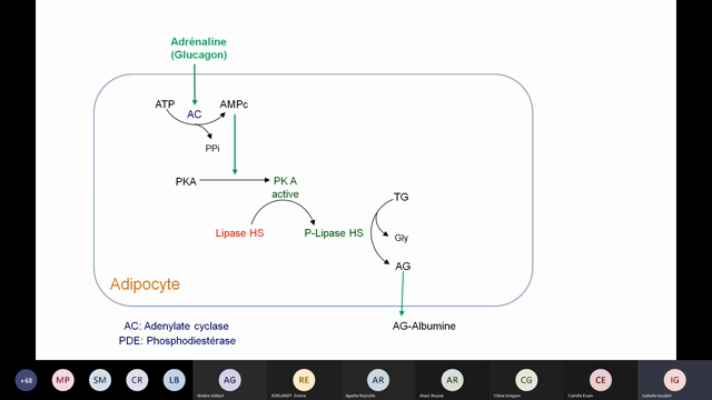 POD - Bilan Lipolyse